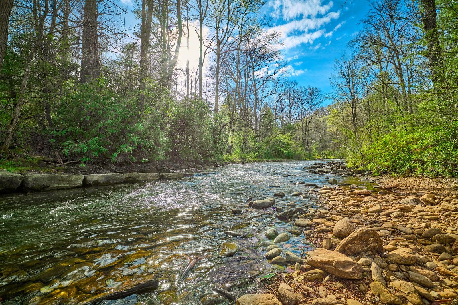 Comment attirer et pêcher les carpes en rivière