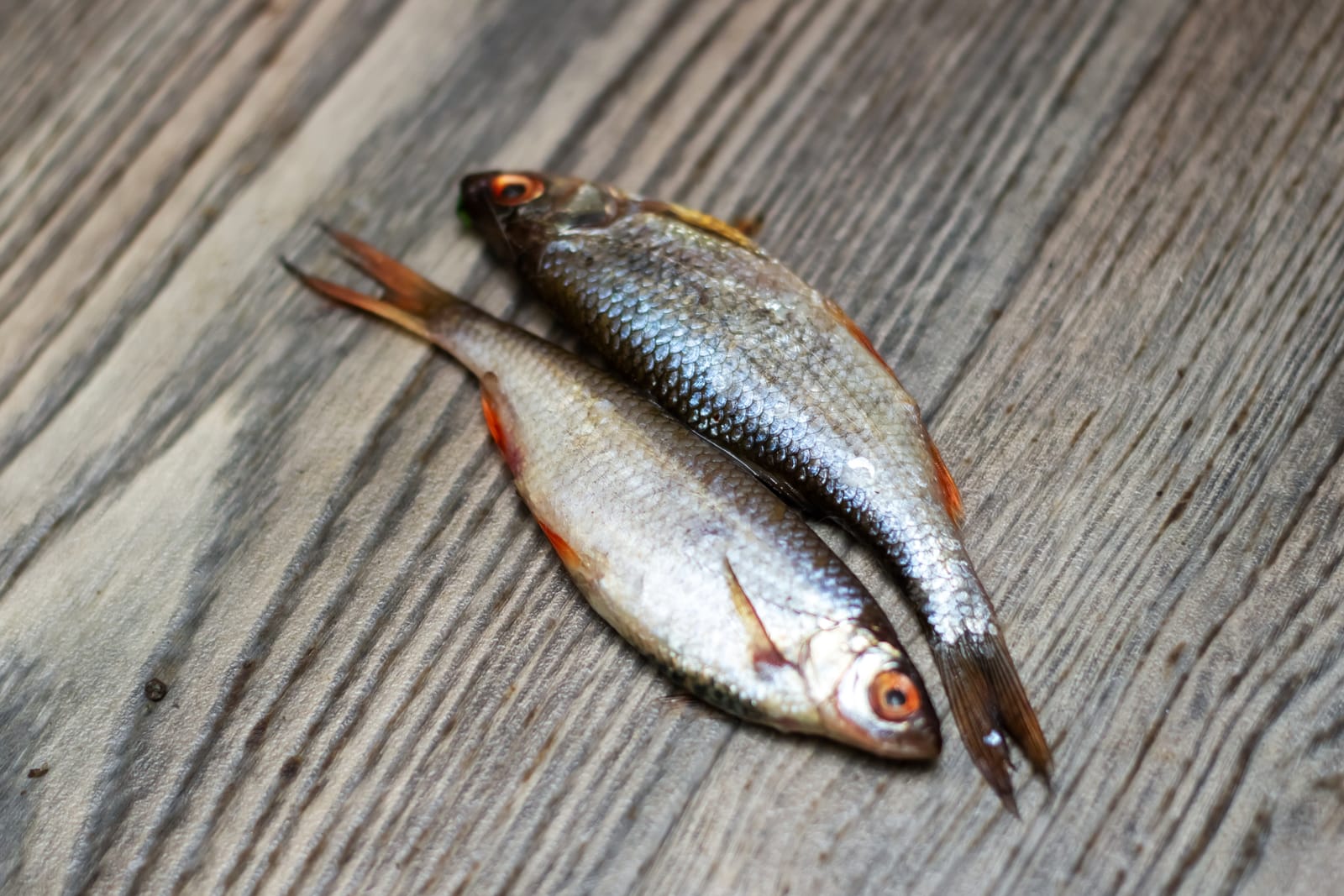 Les bienfaits des poissons gras et maigres pour une alimentation saine